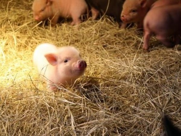 34 cuki fotó, hogy tudd: a malacok is tudnak aranyosak lenni! | bopciblog